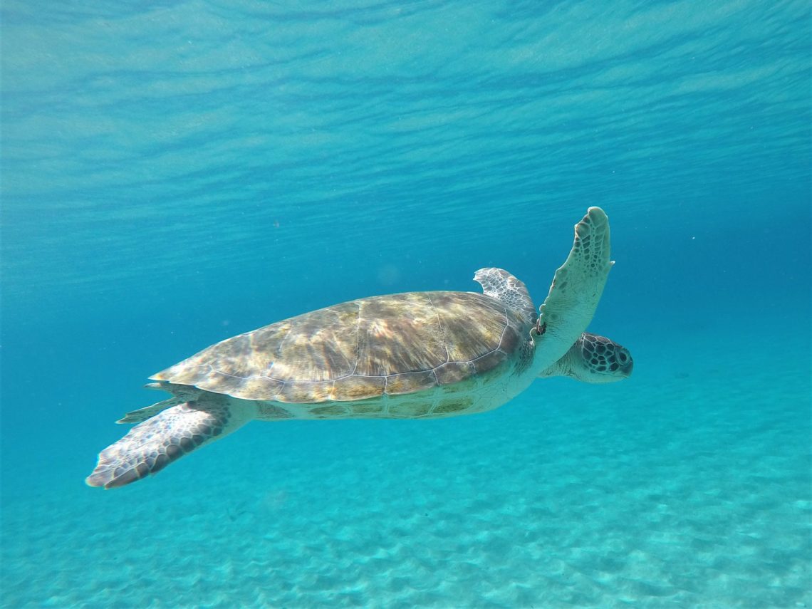 Melhores praias de Curaçao - guia completo - Passagem Comprada